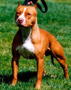 Estandar - APBT Peru, apbtperu.com, Asociacion Peruana del American ...