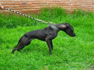 Historia Pitbull - APBT Peru, apbtperu.com, Asociacion Peruana del ...