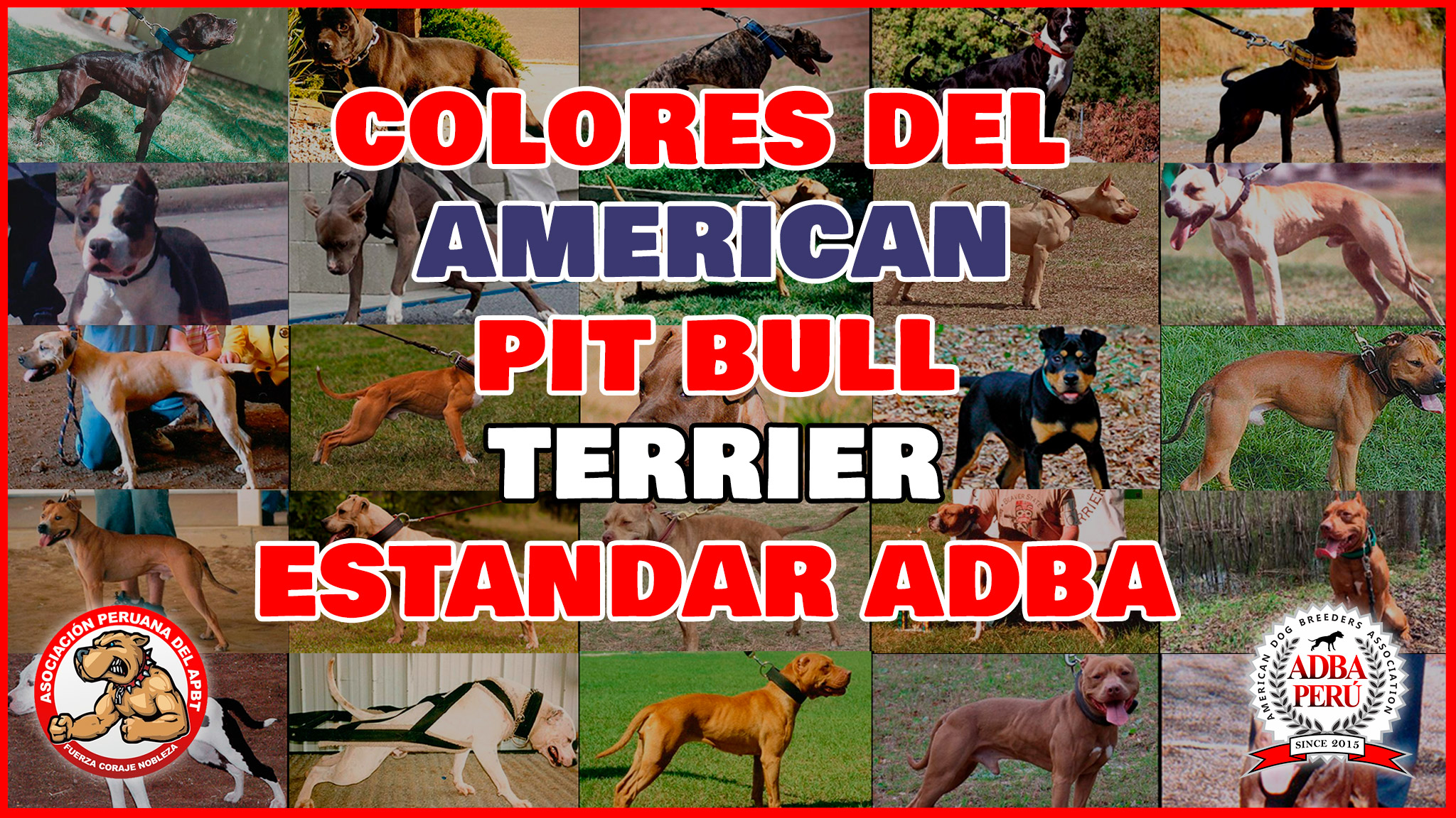 Tips - APBT Peru, apbtperu.com, Asociacion Peruana del American Pitbull ...