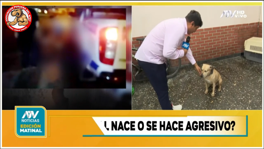 Apbt Peru en ATV ¿El Pit Bull nace o se hace agresivo? - APBT Peru ...